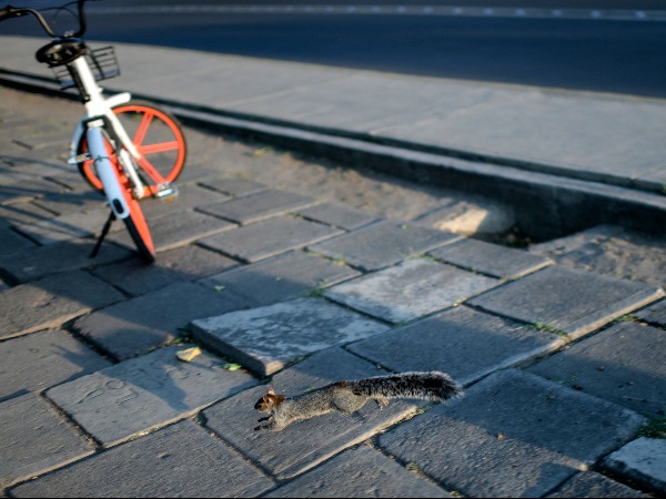 Animals Take Over Cities During Coronavirus Lockdown