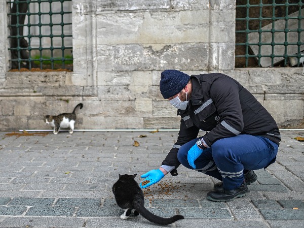Animals Take Over Cities During Coronavirus Lockdown