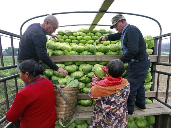 How Coronavirus Lockdown Is Affecting The World's Farmers