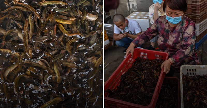 Wuhan's Reopened Wet Markets Down On Business