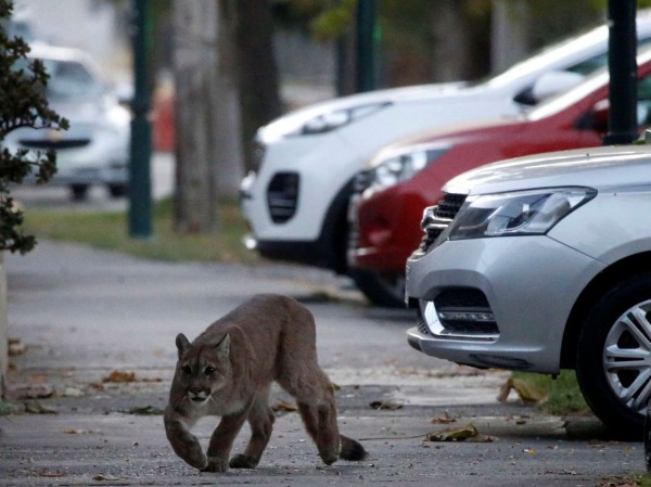 Animals Take Over Cities During Coronavirus Lockdown