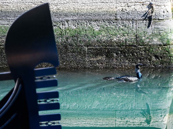 Animals Take Over Cities During Coronavirus Lockdown