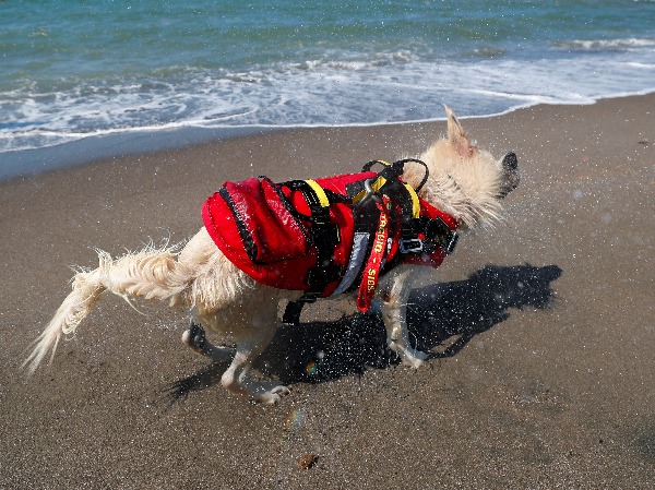 Dogs Join Italy Beach Patrol