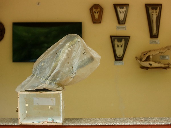 With No Visitors Since March, India's Largest Crocodile Park Is ...