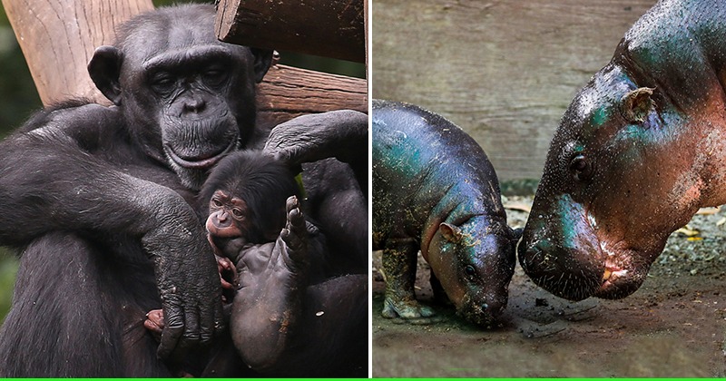 13 Adorable Moments Of Motherhood From The Animal Kingdom, That'll Make ...