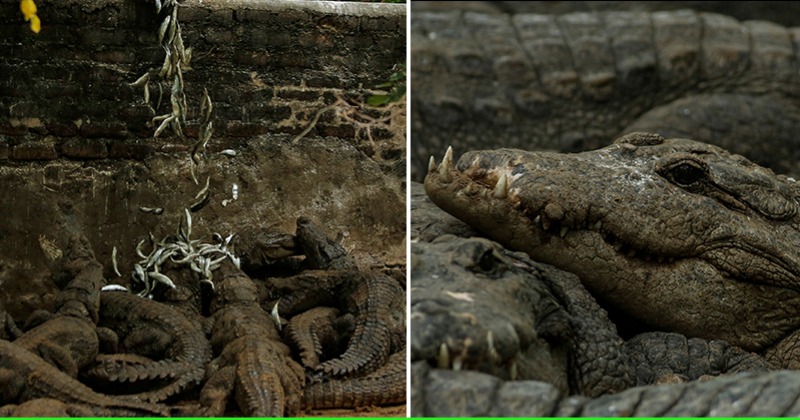 With No Visitors Since March, India's Largest Crocodile Park Is ...