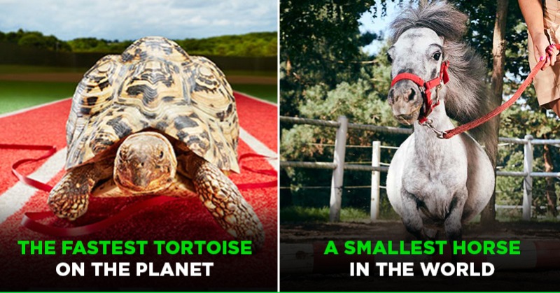 13 Of The Most Fascinating World Records Made By Animals