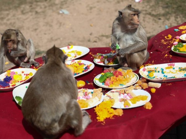 Official Monkey Business: A Peek Into Thailand's Annual Monkey Buffet ...