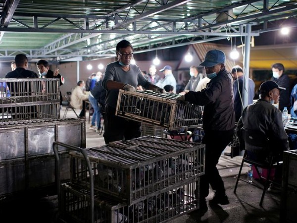 In Pictures: China's Pigeon Fanciers Race For Fame And Fortune
