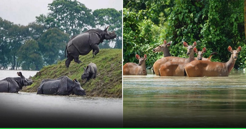 Assam Floods 2020: How Animals Are Struggling To Survive In The Flooded ...