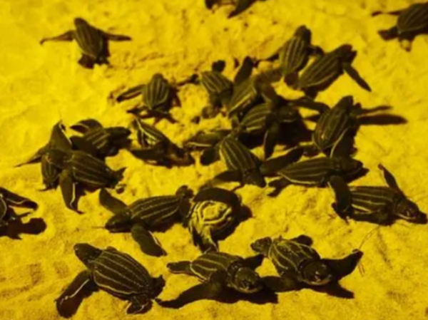 World Environment Day - Lockdown Impact On Nature