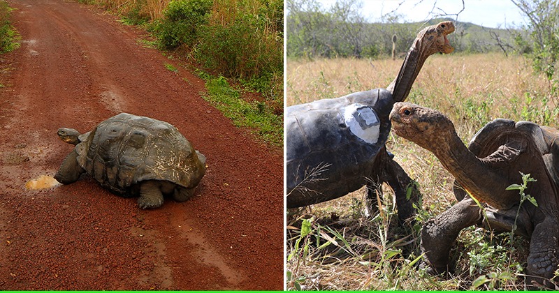 Diego The Tortoise Saves Species From Extinction