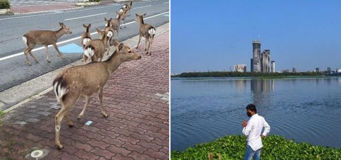 World Environment Day - Lockdown Impact On Nature