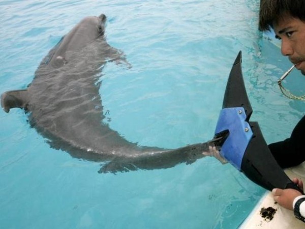 These 14 Photos Show How Animal Amputees Gives Disabled Animals Second ...