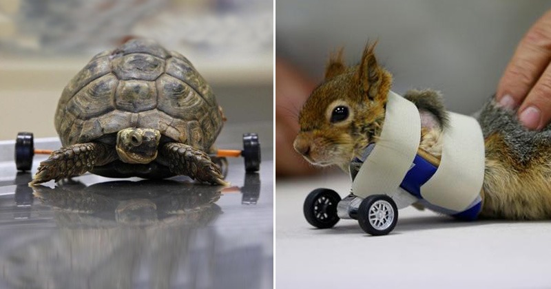 These 14 Photos Show How Animal Amputees Gives Disabled Animals Second ...