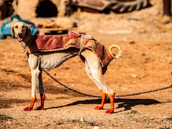 In Pics: Despite Pandemic And War, This Syrian Village Trains Racing Dogs