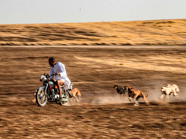 In Pics: Despite Pandemic And War, This Syrian Village Trains Racing Dogs