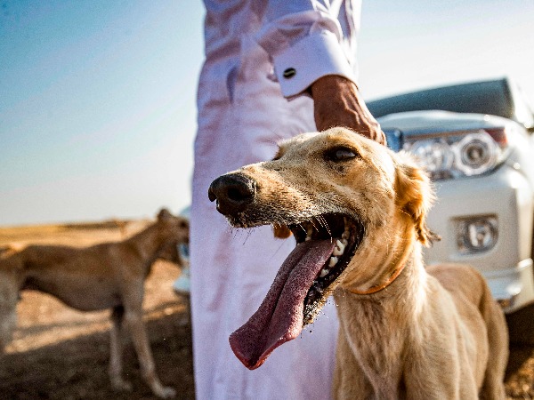 In Pics: Despite Pandemic And War, This Syrian Village Trains Racing Dogs