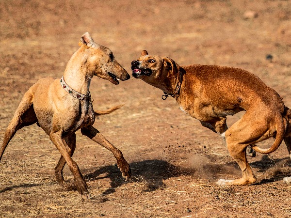 In Pics: Despite Pandemic And War, This Syrian Village Trains Racing Dogs