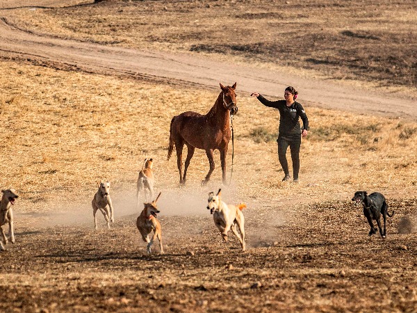 In Pics: Despite Pandemic And War, This Syrian Village Trains Racing Dogs