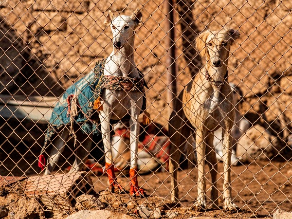 In Pics: Despite Pandemic And War, This Syrian Village Trains Racing Dogs