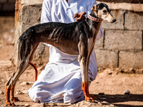 In Pics: Despite Pandemic And War, This Syrian Village Trains Racing Dogs