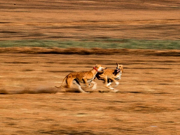 In Pics: Despite Pandemic And War, This Syrian Village Trains Racing Dogs