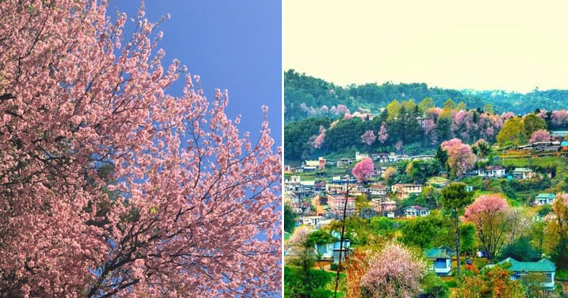 Pretty In Pink: Not A Foreign Land, These Stunning Images Of Cherry ...