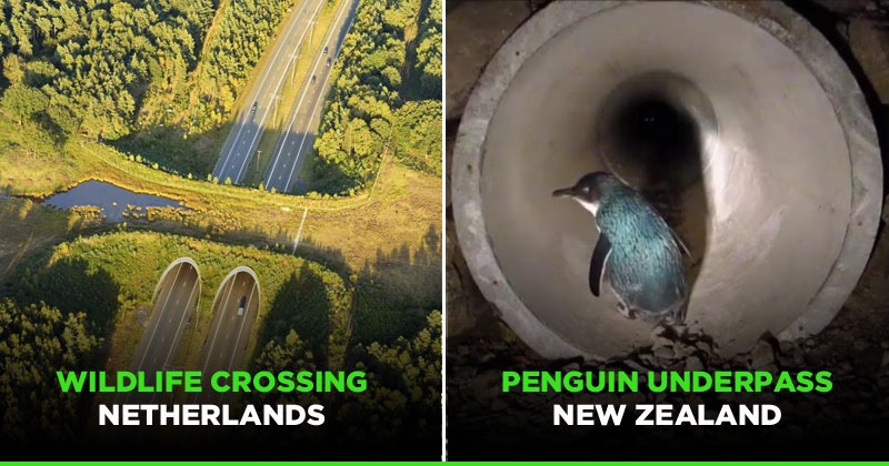 21 Amazing Animal Bridges Across The World That Save Thousands Of ...
