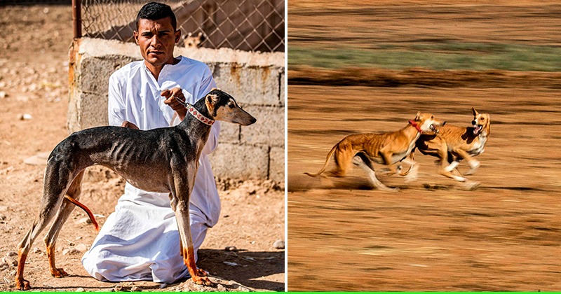 In Pics: Despite Pandemic And War, This Syrian Village Trains Racing Dogs