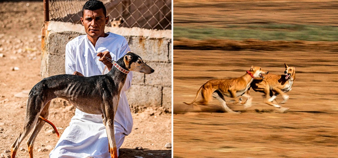 In Pics: Despite Pandemic And War, This Syrian Village Trains Racing Dogs