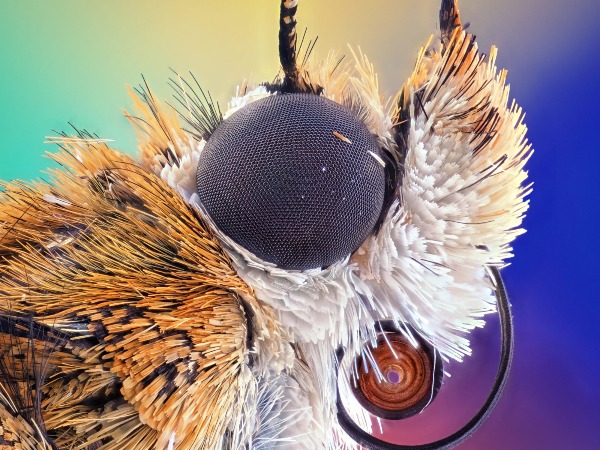 Small Wonders! 15 Of The Most Beautiful Photos From This Year's ...