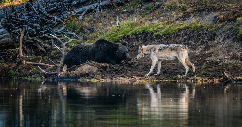 'Once In A Lifetime': Wildlife Photographer Captures Epic Encounter ...