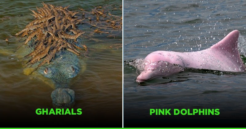 15 Rare Animals Captured On Camera, All Thanks To The Lack Of Humans ...