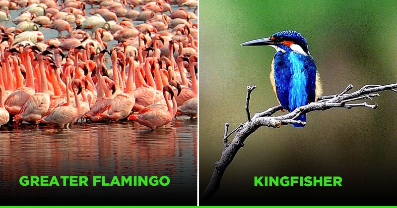 World Migratory Bird Day: 12 Of The Most Beautiful Migratory Birds That ...