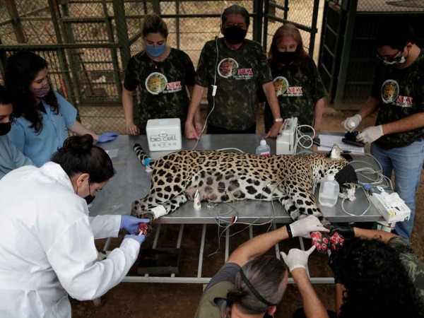 Jaguar Burned By Wildfires Nursed Back To Health
