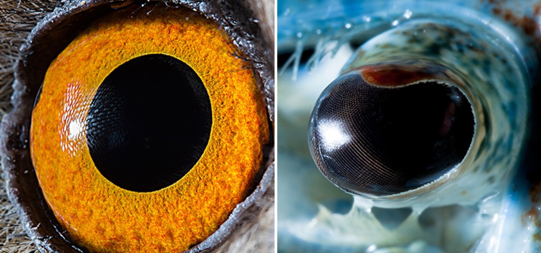 Images Of Animals' Eyes
