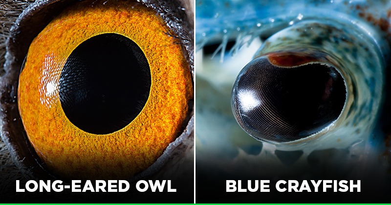 Images Of Animals' Eyes