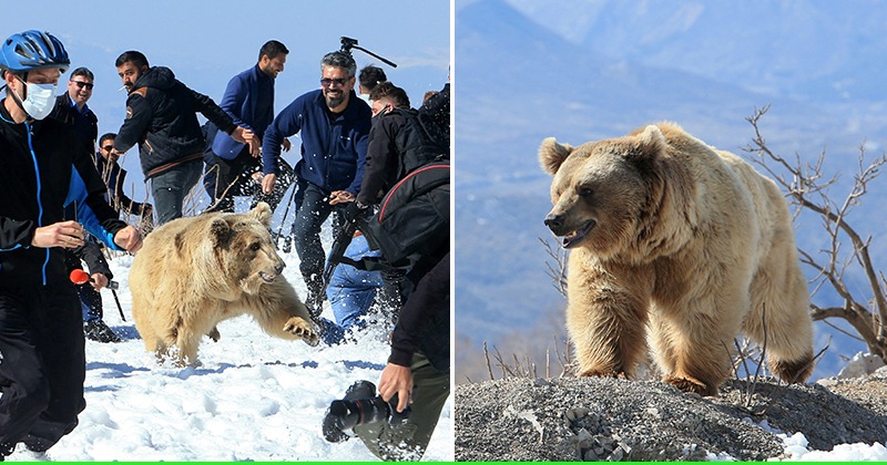 Released Bears Panic And Charge At Crowd