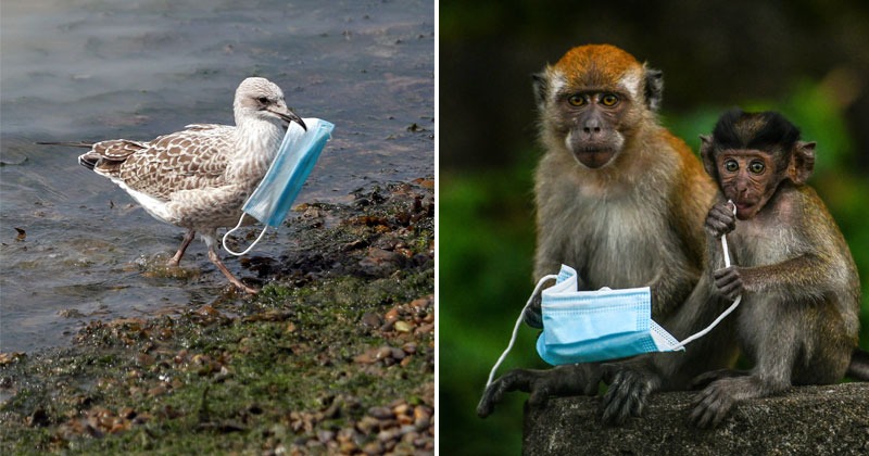 How COVID-19 Waste Is A Threat For Wildlife