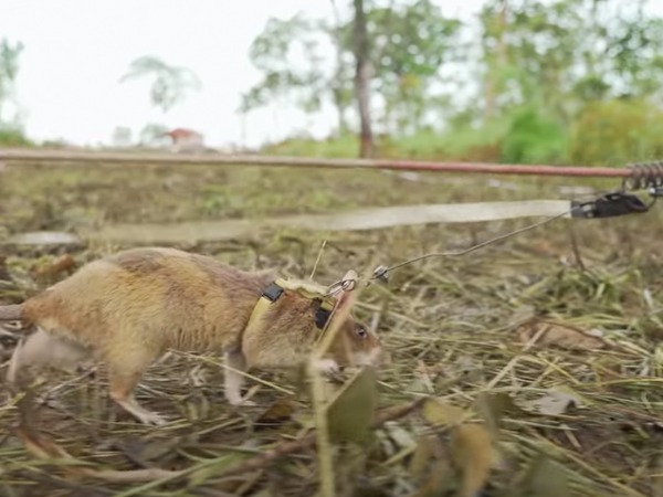 Meet Magawa A ‘Hero Rat’ Who Saved The Life Of Millions, Now Retired ...