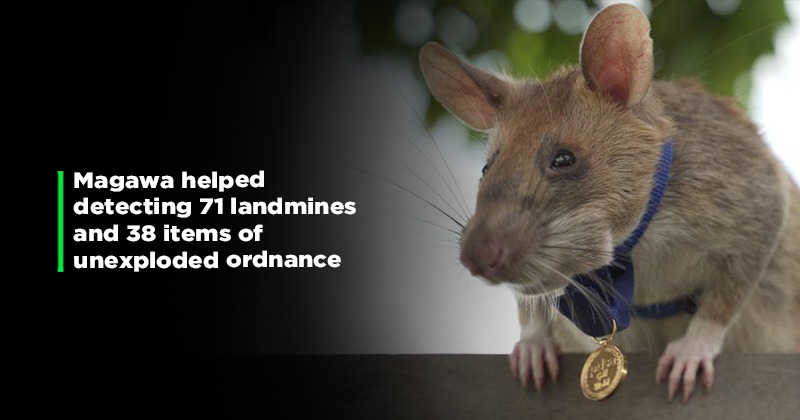 Meet Magawa A ‘Hero Rat’ Who Saved The Life Of Millions, Now Retired ...