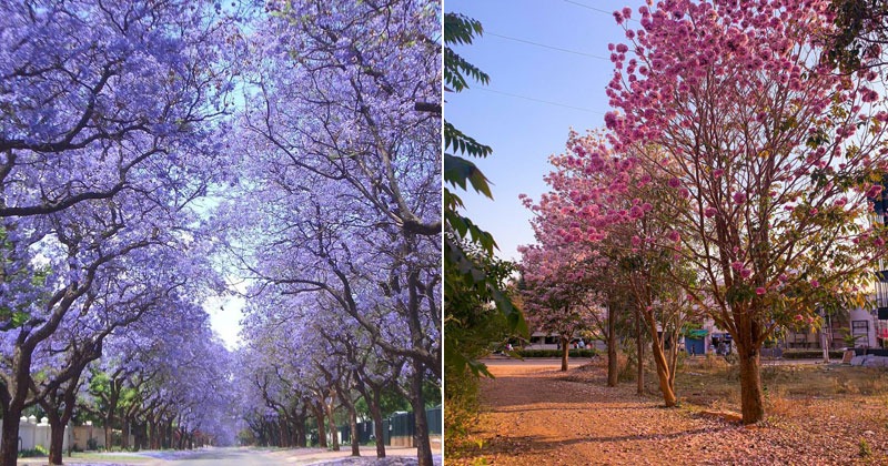 Bengaluru Flowers Blooming Turn City Pink