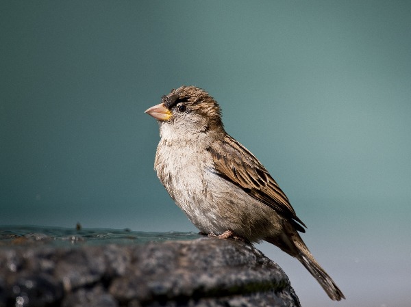 World Sparrow Day: Where Have The Birds Gone?