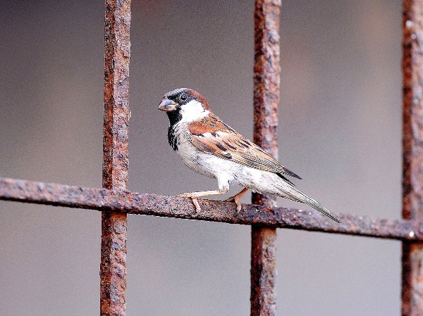 World Sparrow Day: Where Have The Birds Gone?