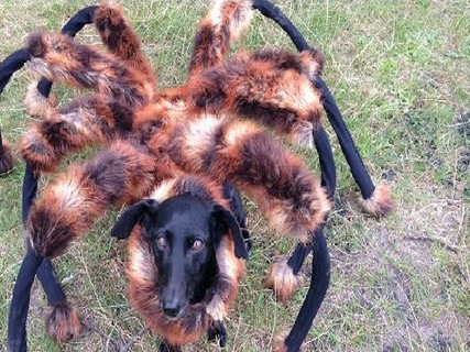 People Almost Peed After Meeting This Dog. Watch It And You'll Know Why